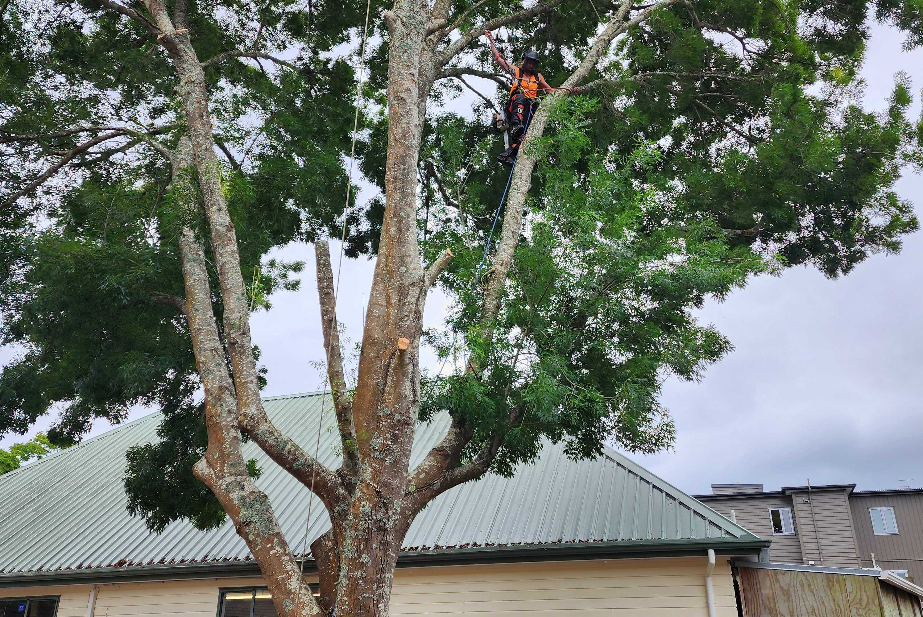 Tree Cutting - Tree King